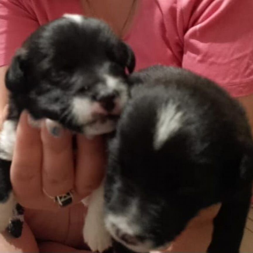 Отдам в добрые руки