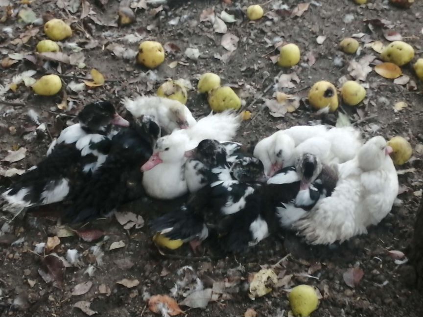 Продаются Утки