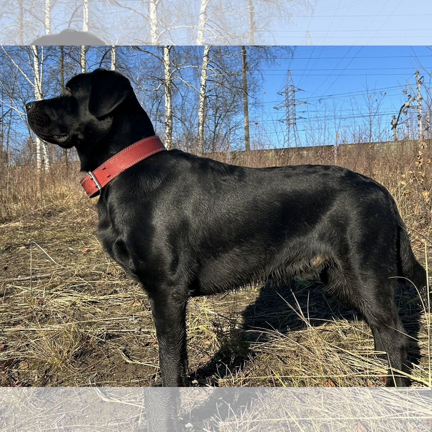 Ищем девочку