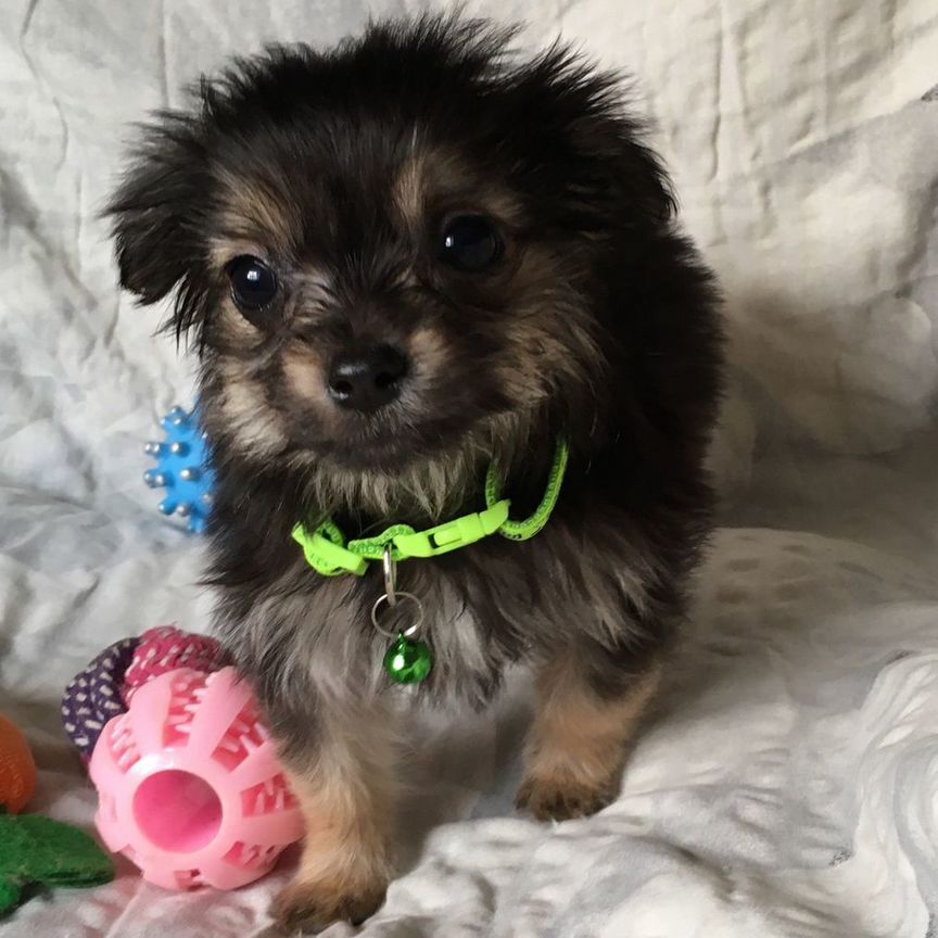 Щенок в добрые руки