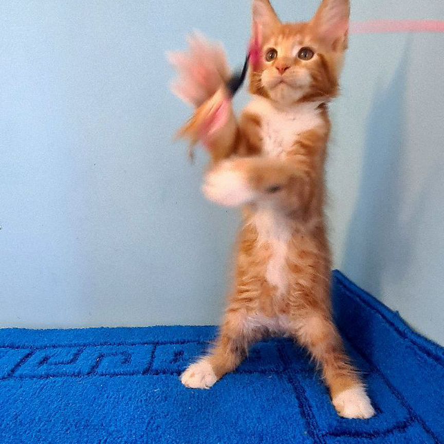 Котёнок красотулька