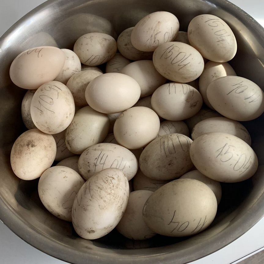 Яйцо индоутки