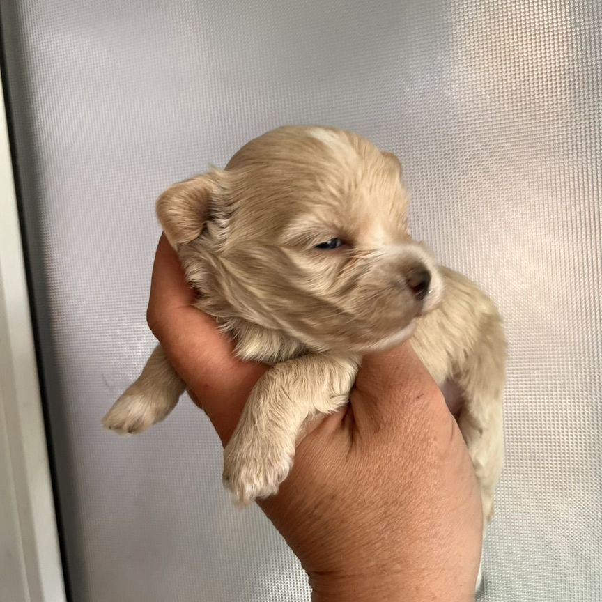 Мальтипу бронь