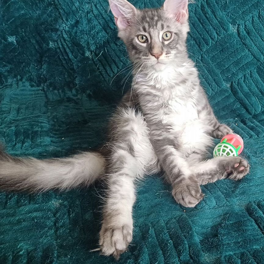 Мейн-кун котёнок