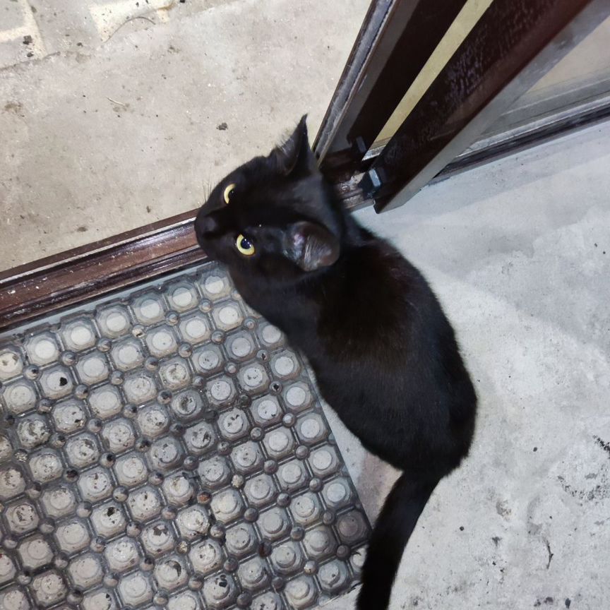 Кошка в добрые руки