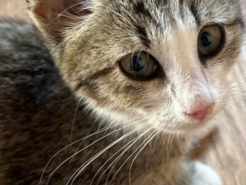 Котенок мальчик