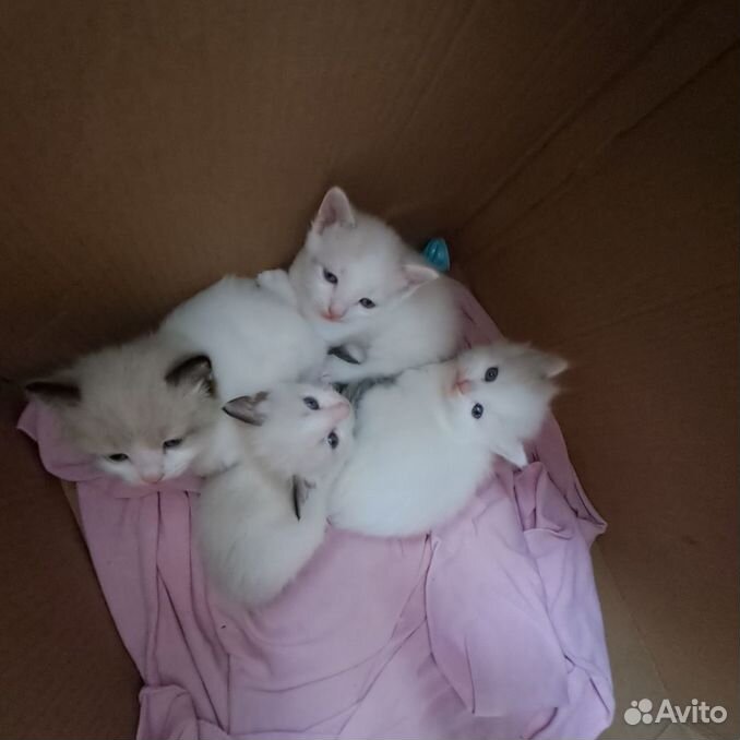 Белые пушистые котята