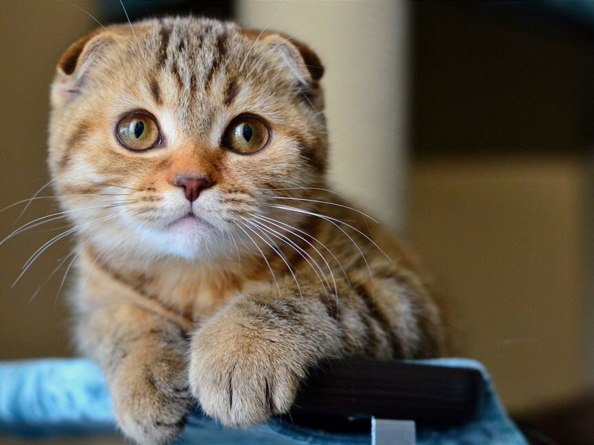 Скоттиш фолд