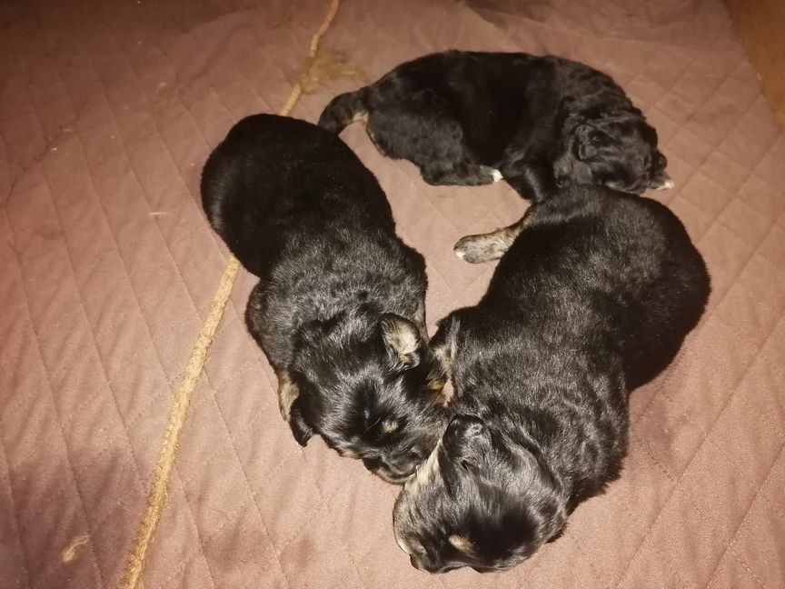 Щенки Тибета