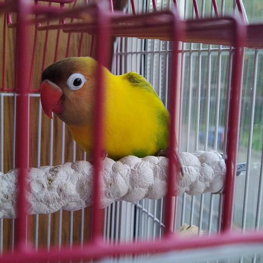 Масковые неразлучники