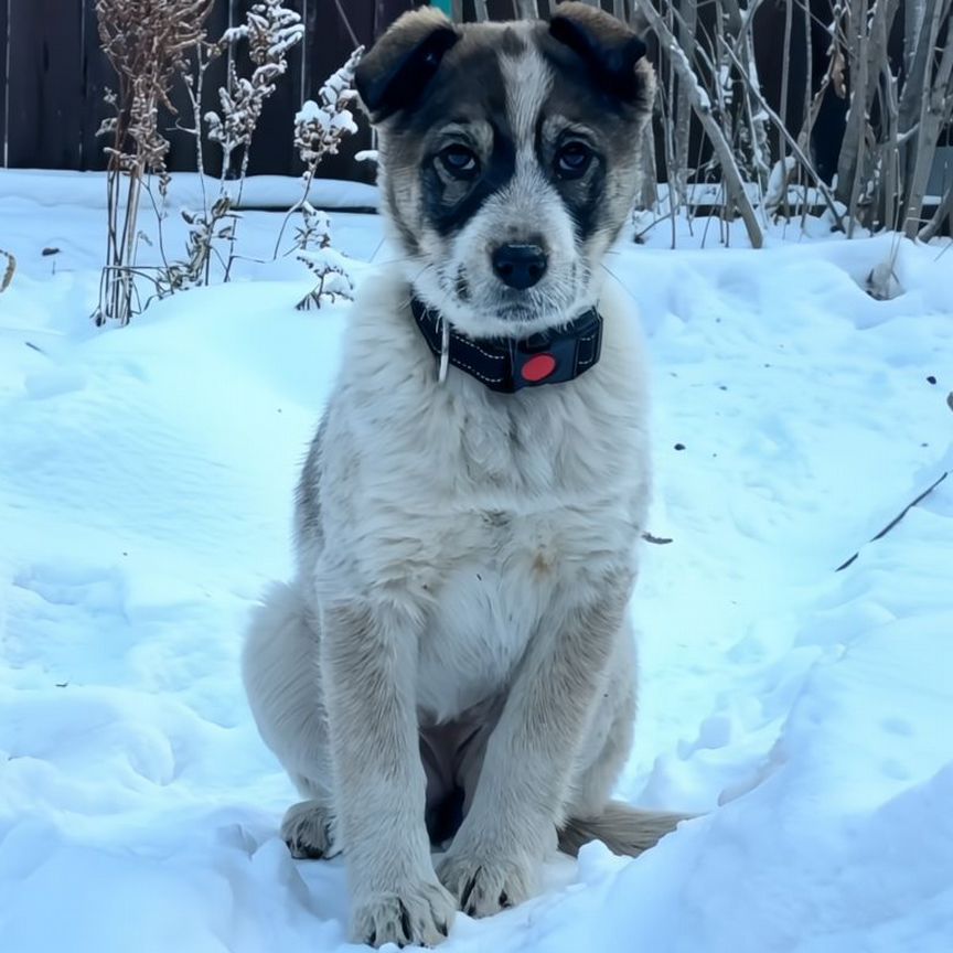 Щенок в добрые руки