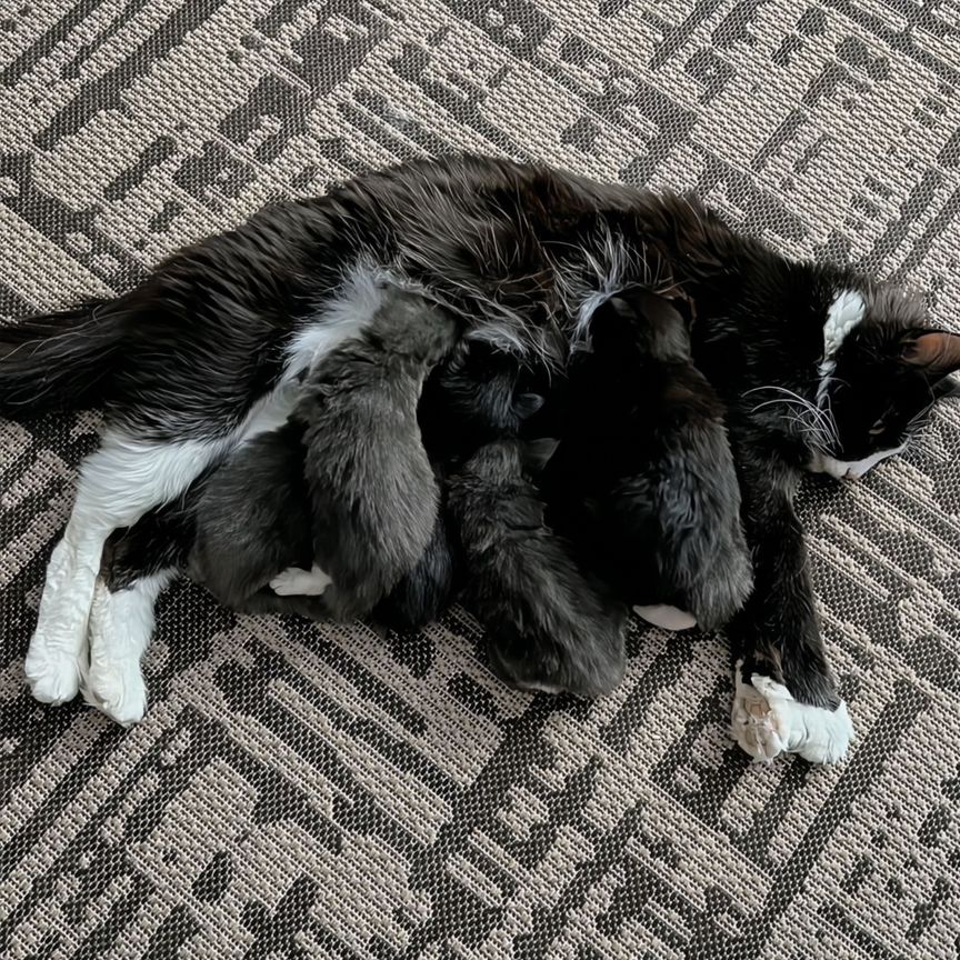 Мейн-кун котёнок