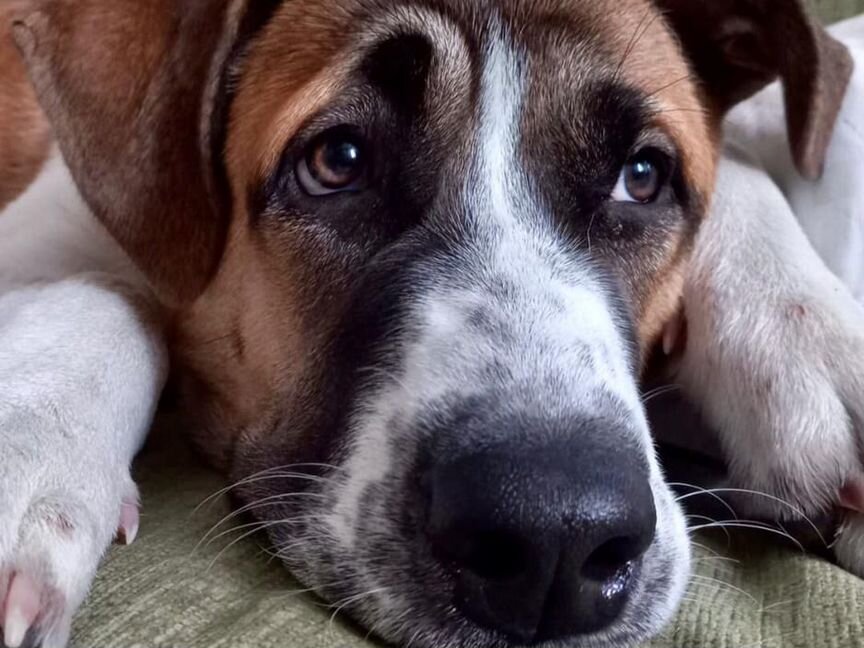 Предательство 2:0. Шикарная Адель