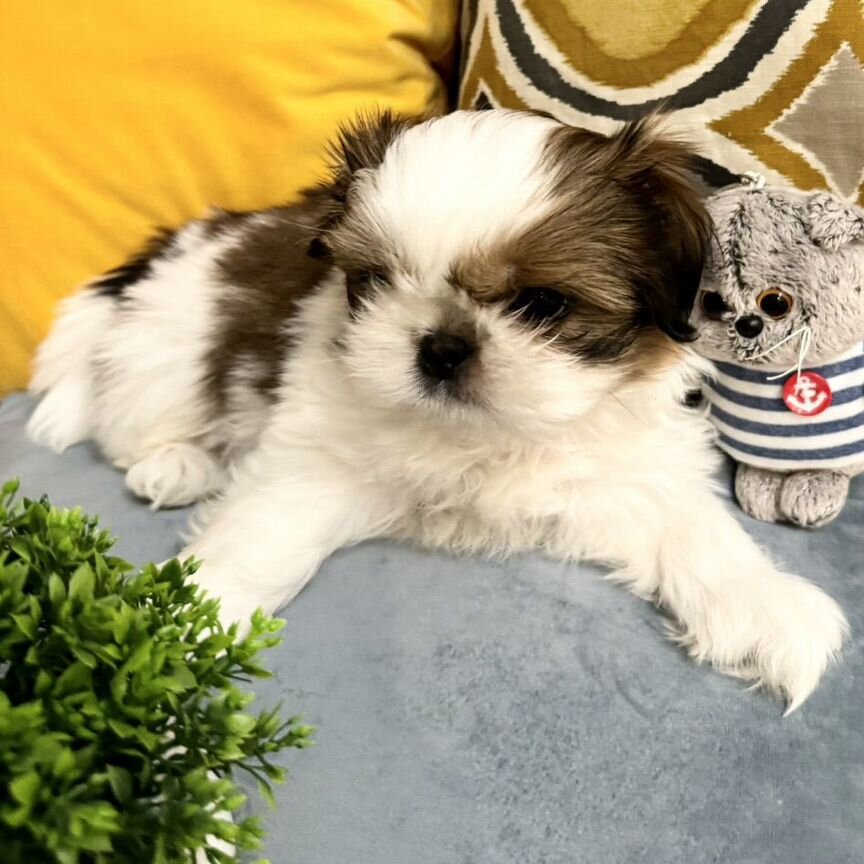 Ши-тцу, щенок