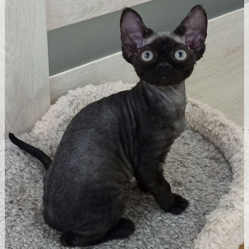 Девон-рекс котёнок