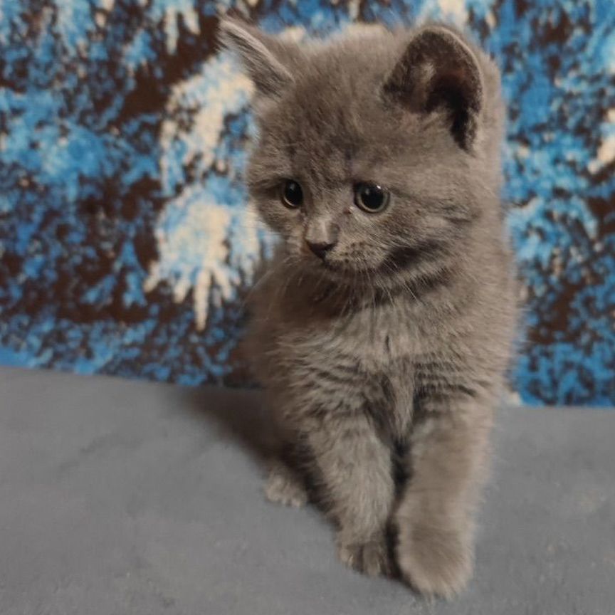 Русский голубой котёнок