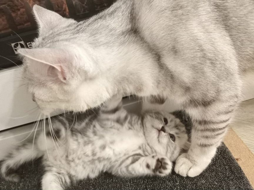 Шотландский котенок (девочка страйт)