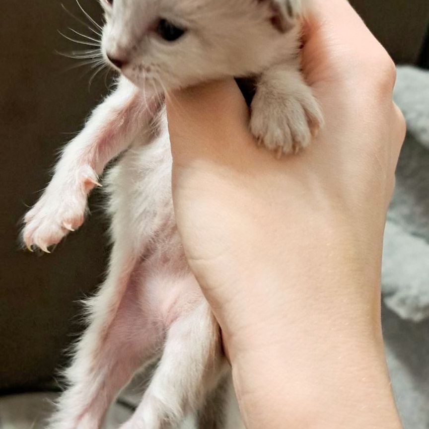 Котята в добрые руки 1 месяц