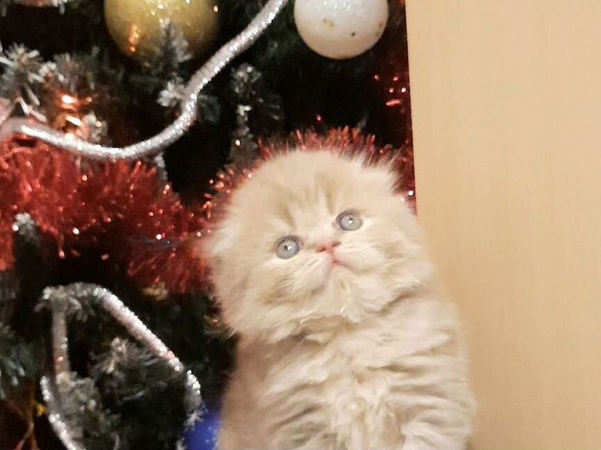 Котята шотландские вислоухие