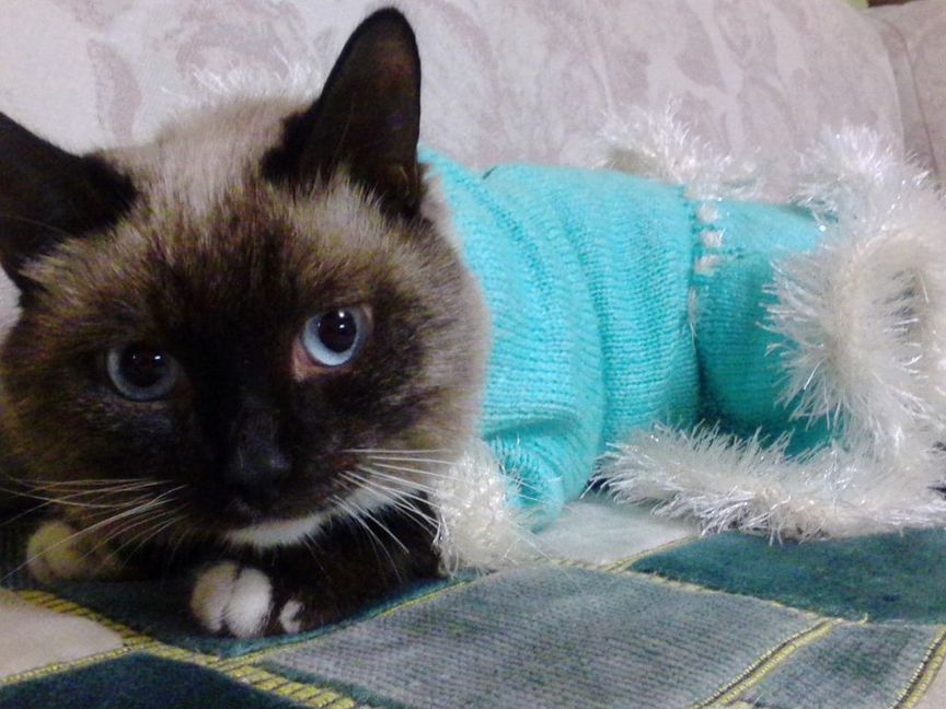 Одежда для собаки