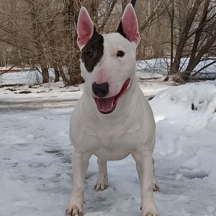 Мини-бультерьер, взрослый пёс