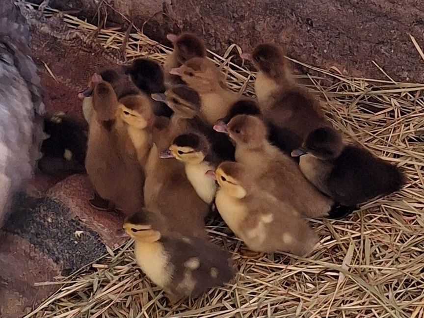 Мускусные индоутята