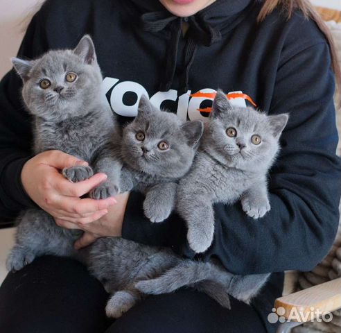 Голубые британские котята от заводчика