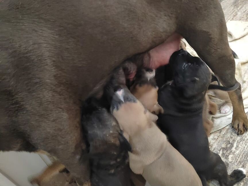 Американский стаффордширский терьер