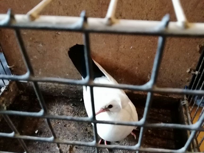Голубь молодой