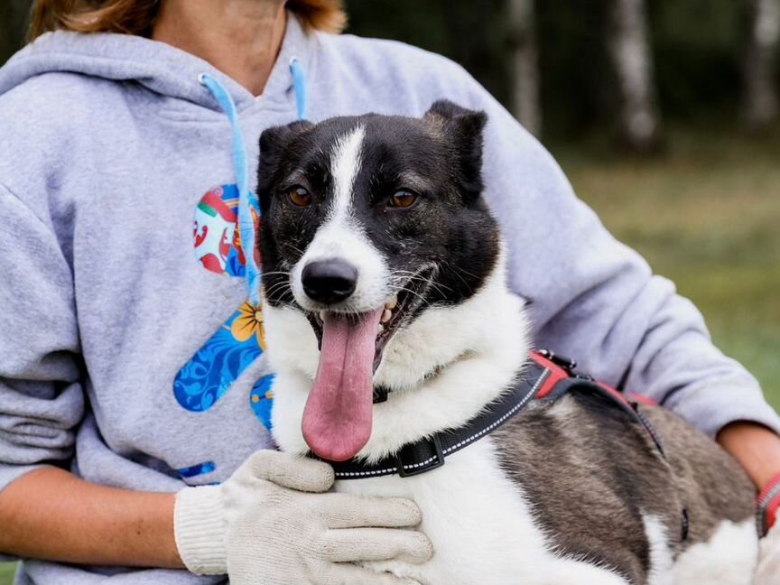 Маленькая собака в добрые руки из приюта