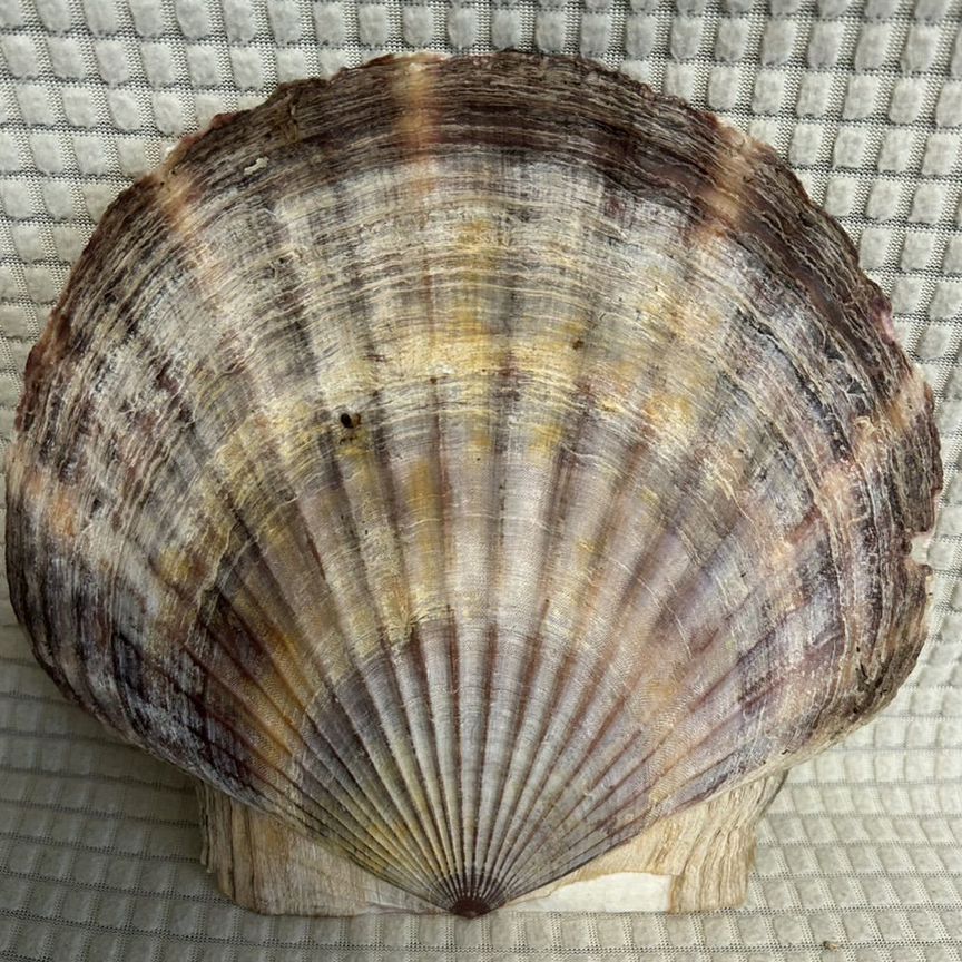 Ракушка природная