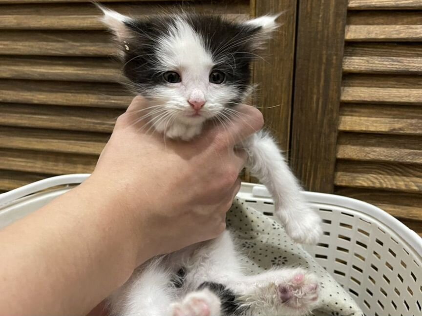 Котенок девочка в добрые руки бесплатно