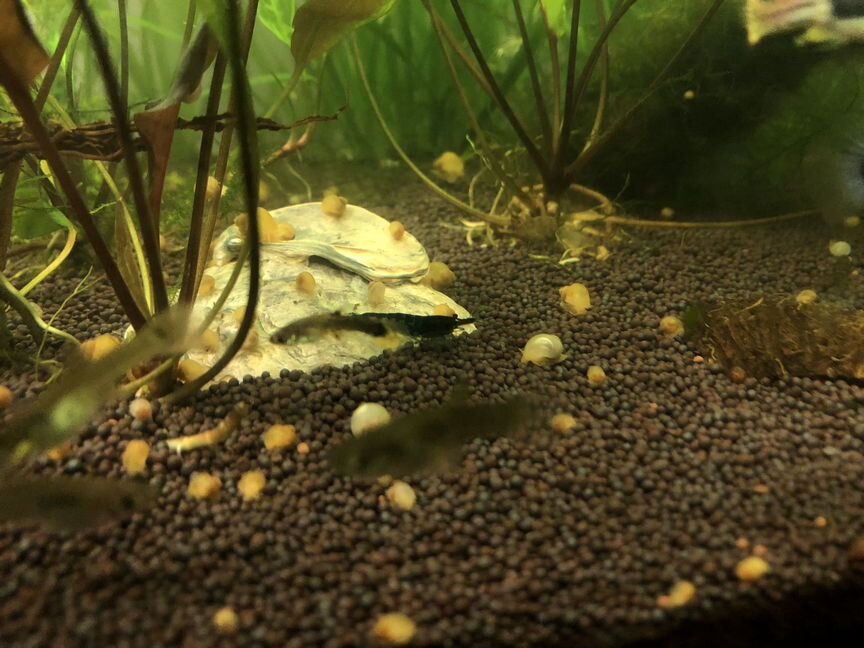 Ампулярии обмен