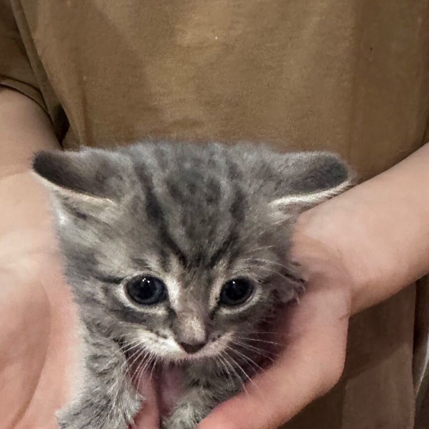 Дымчатый котенок