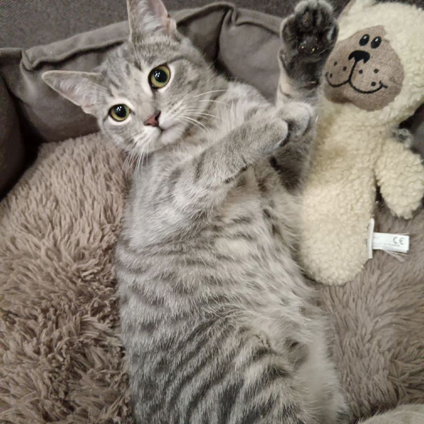 Кот Скай