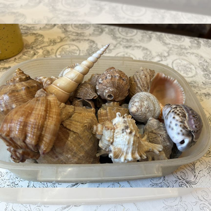 Ракушки морские разные