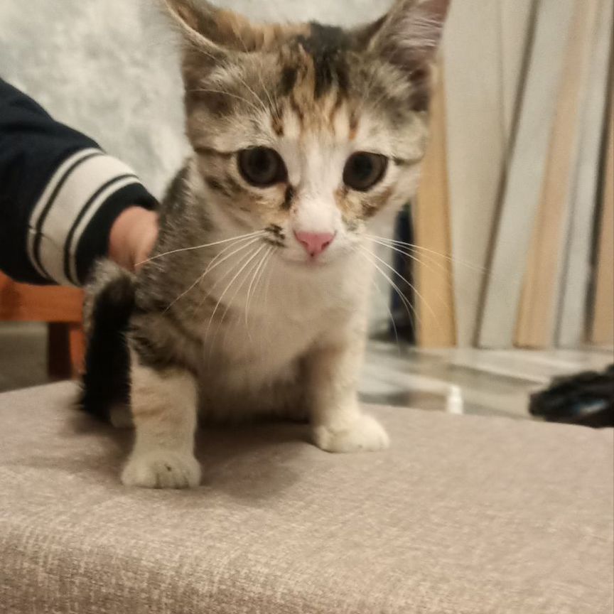 Котенок супер ласковая прелесть
