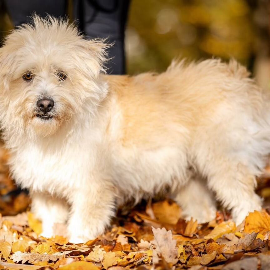 Небольшая,но очаровательная собака в добрые руки