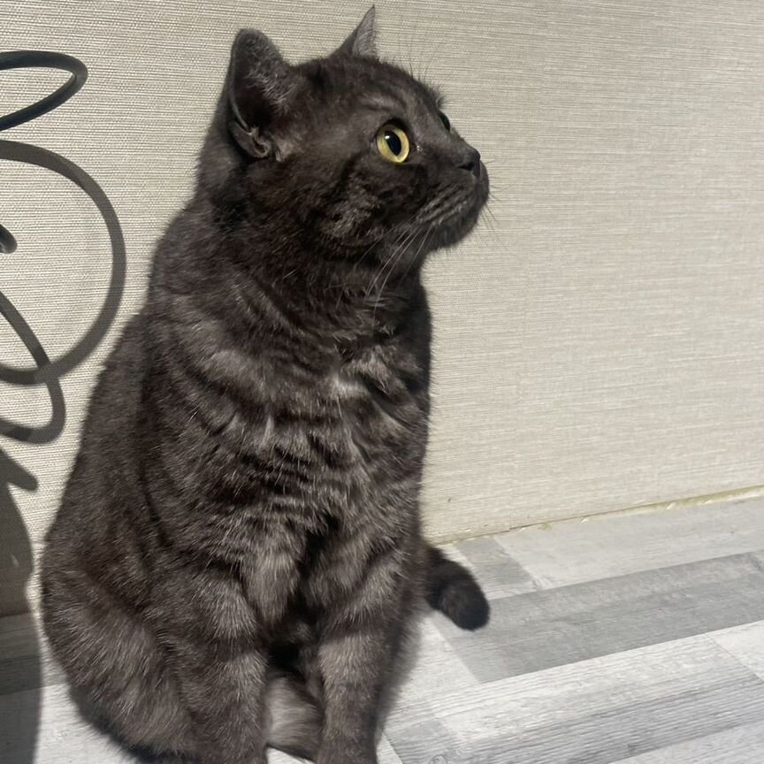 Британский кот