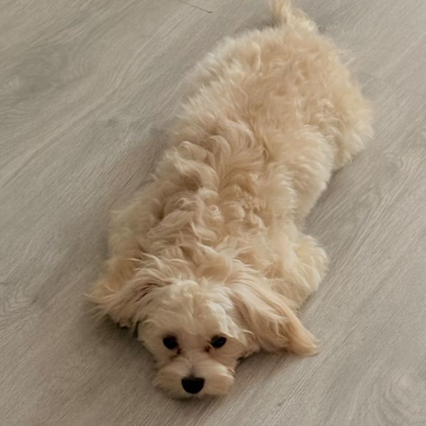 Мальтипу, щенок