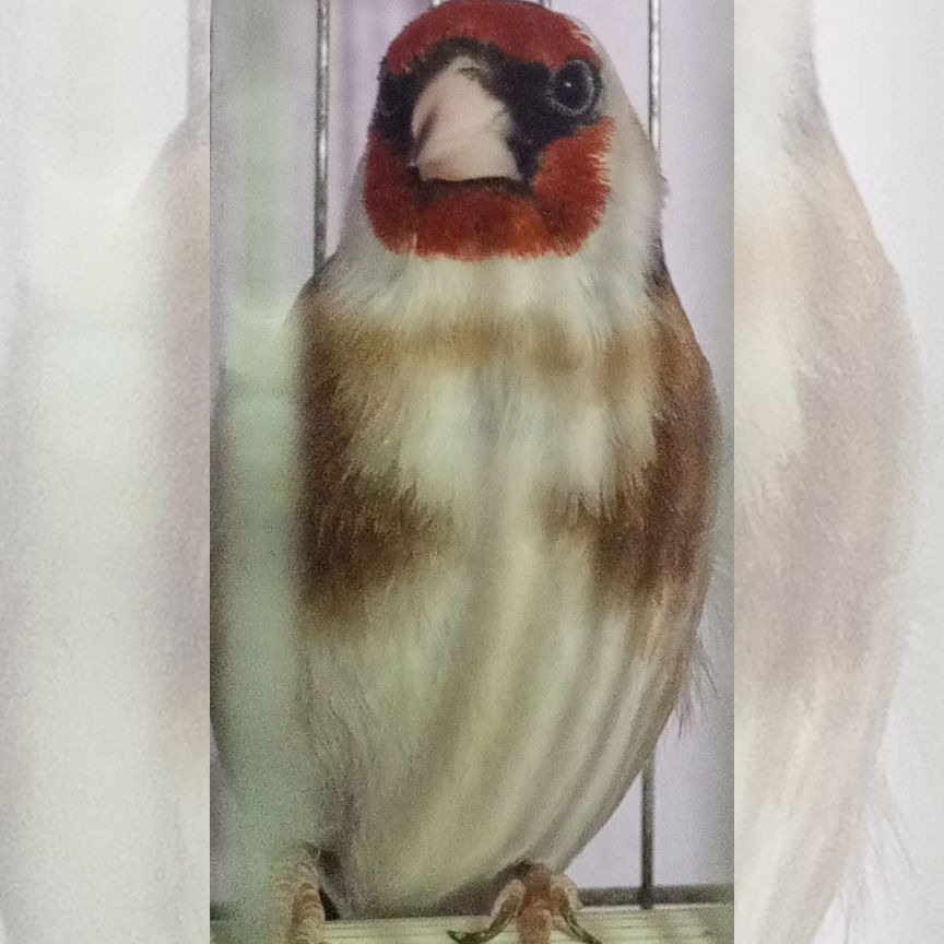 Щегол, чижик