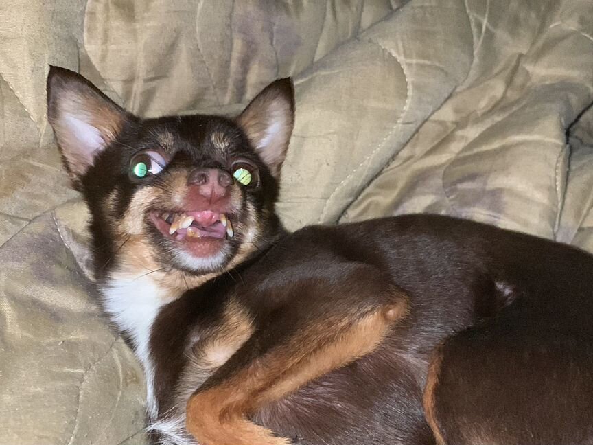 Забавная собака