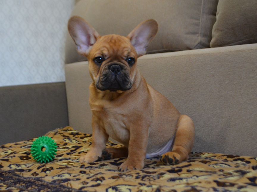 Французский бульдог