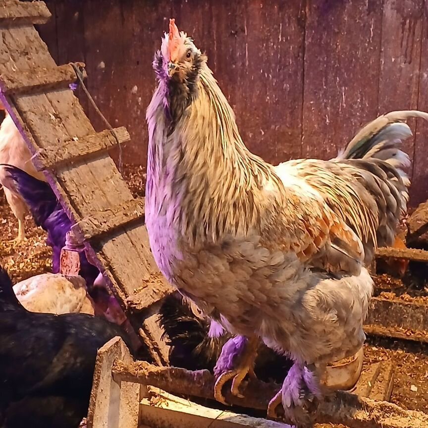 Петух породы брама