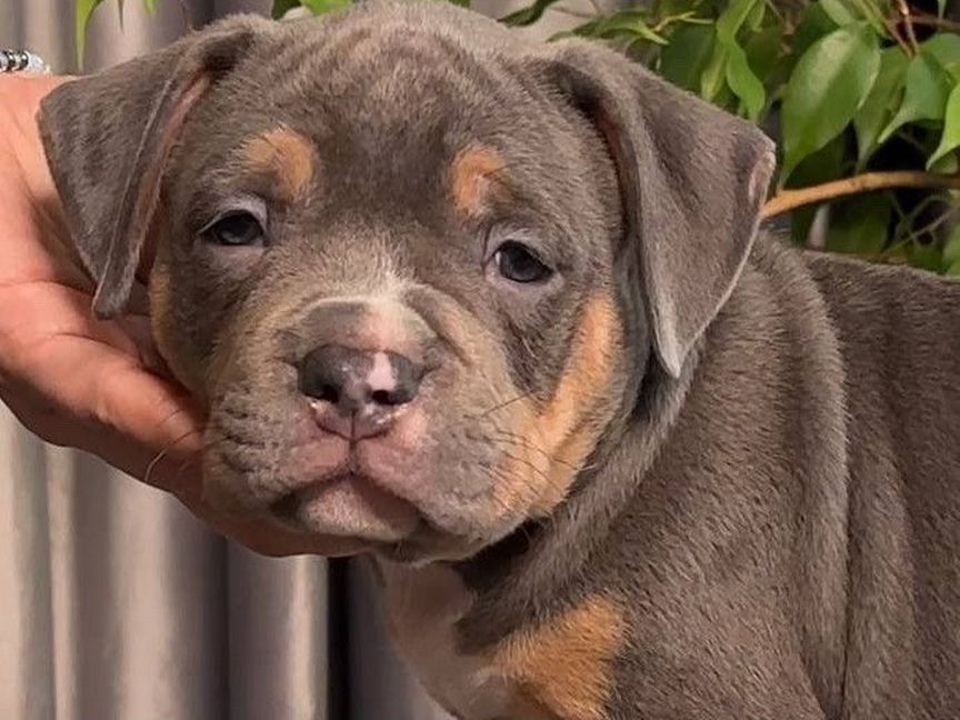 Супер-булли бравые ребята