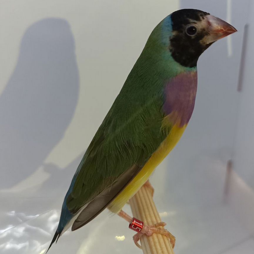 Амадины гульда