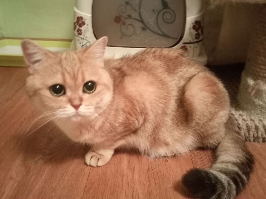 Кошка