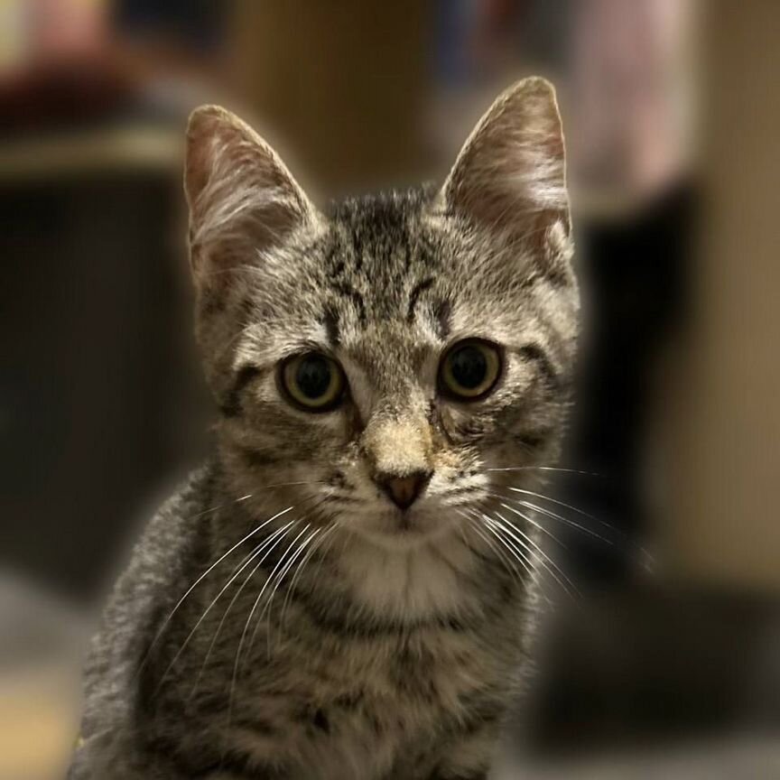 Котенок полосатый тигра