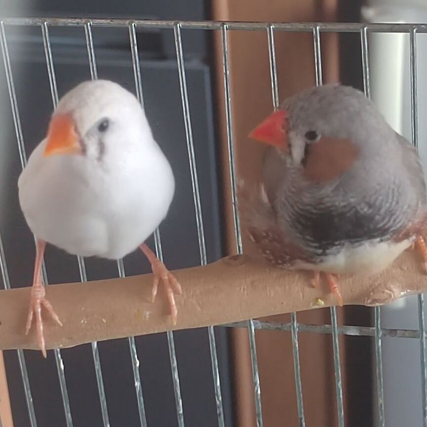 Амадины зебровые пара