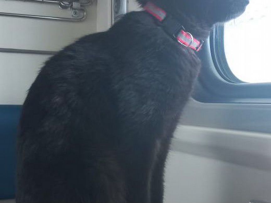 Кошечка ищет мужа